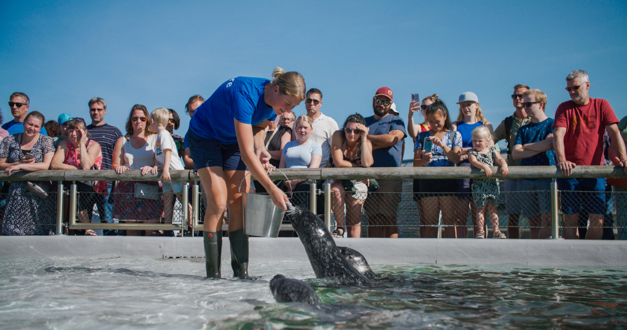Ecomare zeehonden opvang en museum Texel - Texelinformatie