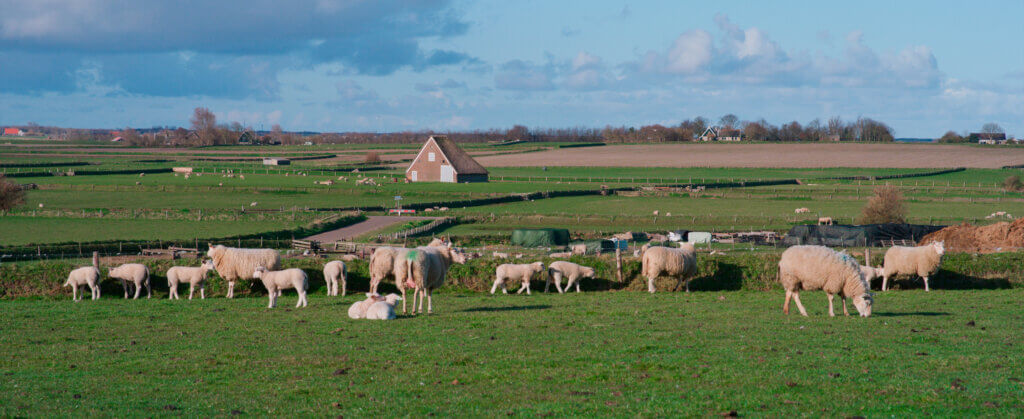 Webcams Texel - De mooiste live beelden van Texel