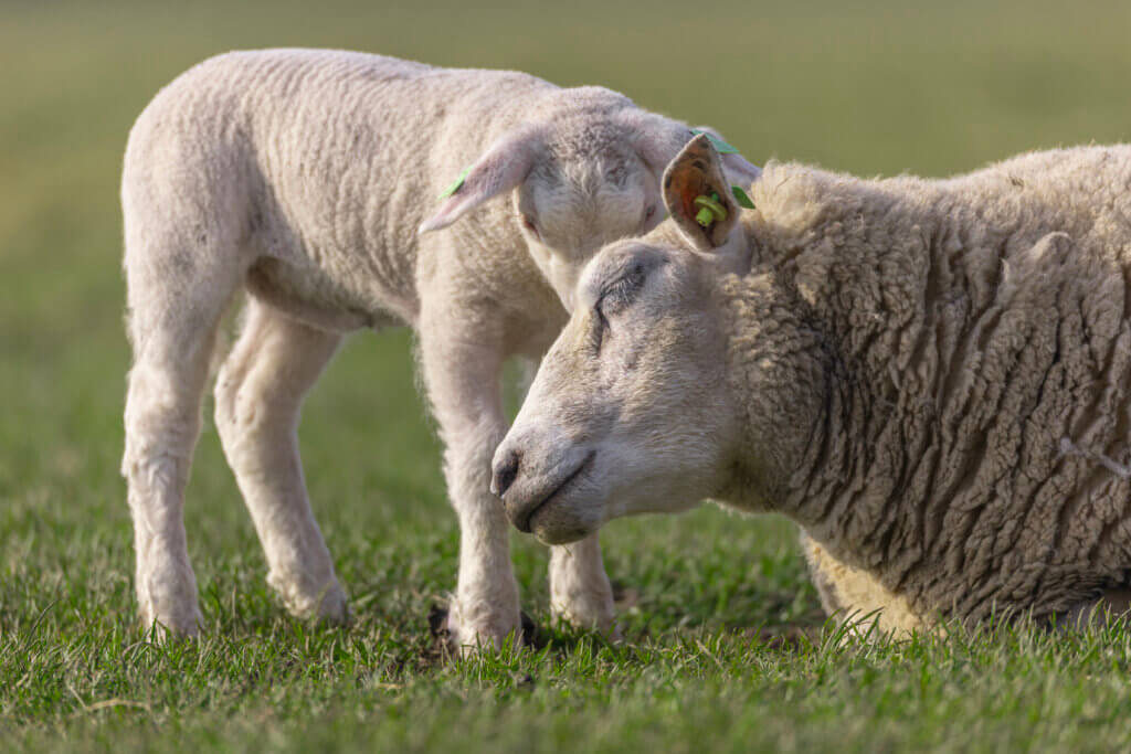 Demonstratie Schapendrijven - Texelinformatie.nl