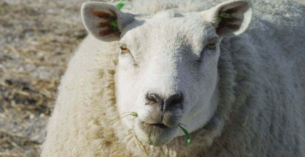 De Texelaar, Het Texels schaap. De mascotte van eiland Texel